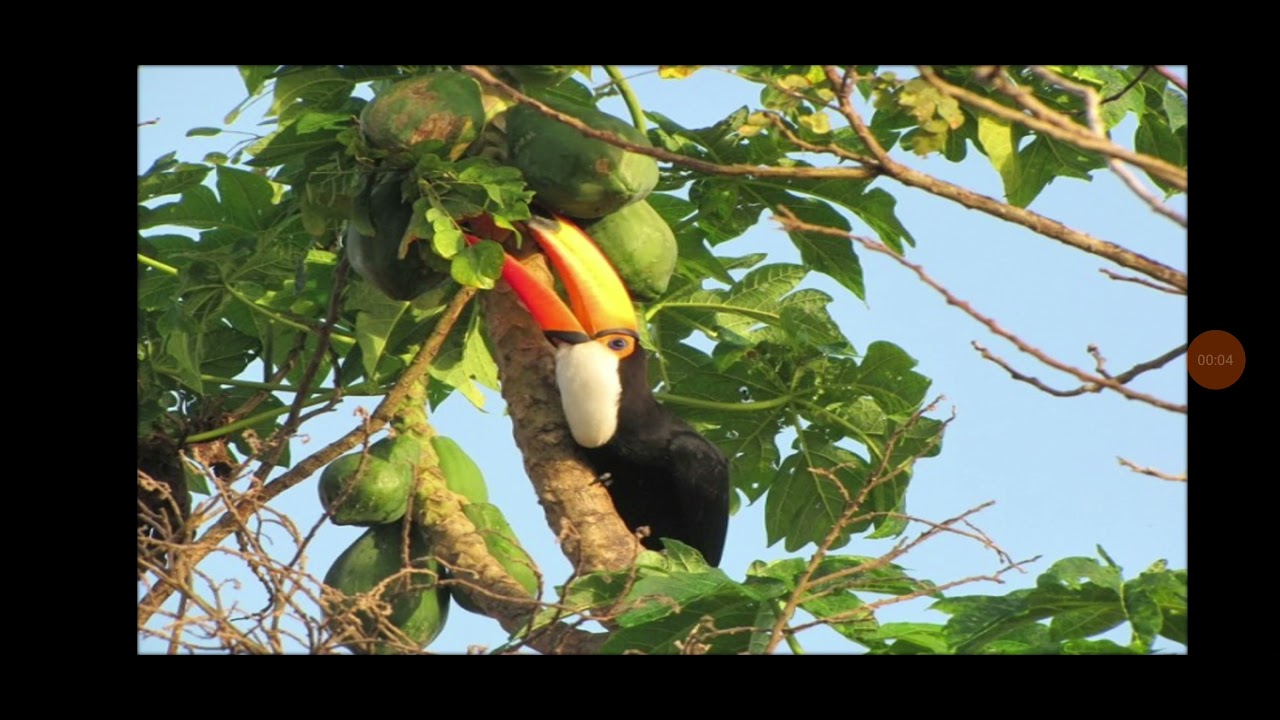 Alimentación del Tucan - YouTube