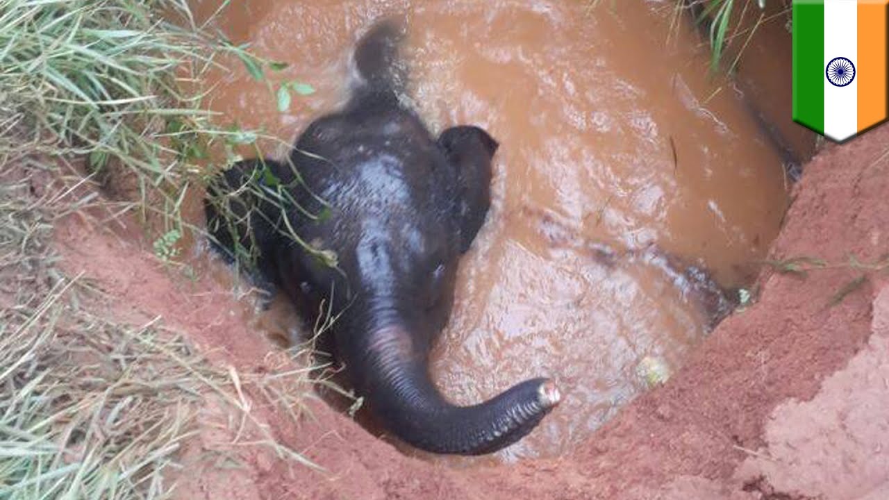 Elephant rescue: Indian villagers save baby elephant from well as ...