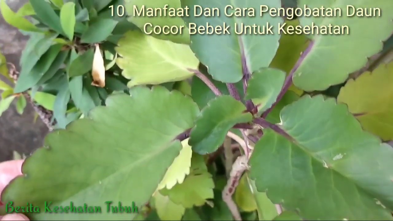 Terungkap!! Berbagai 10 Manfaat Daun Cocor Bebek dan Caranya untuk ...