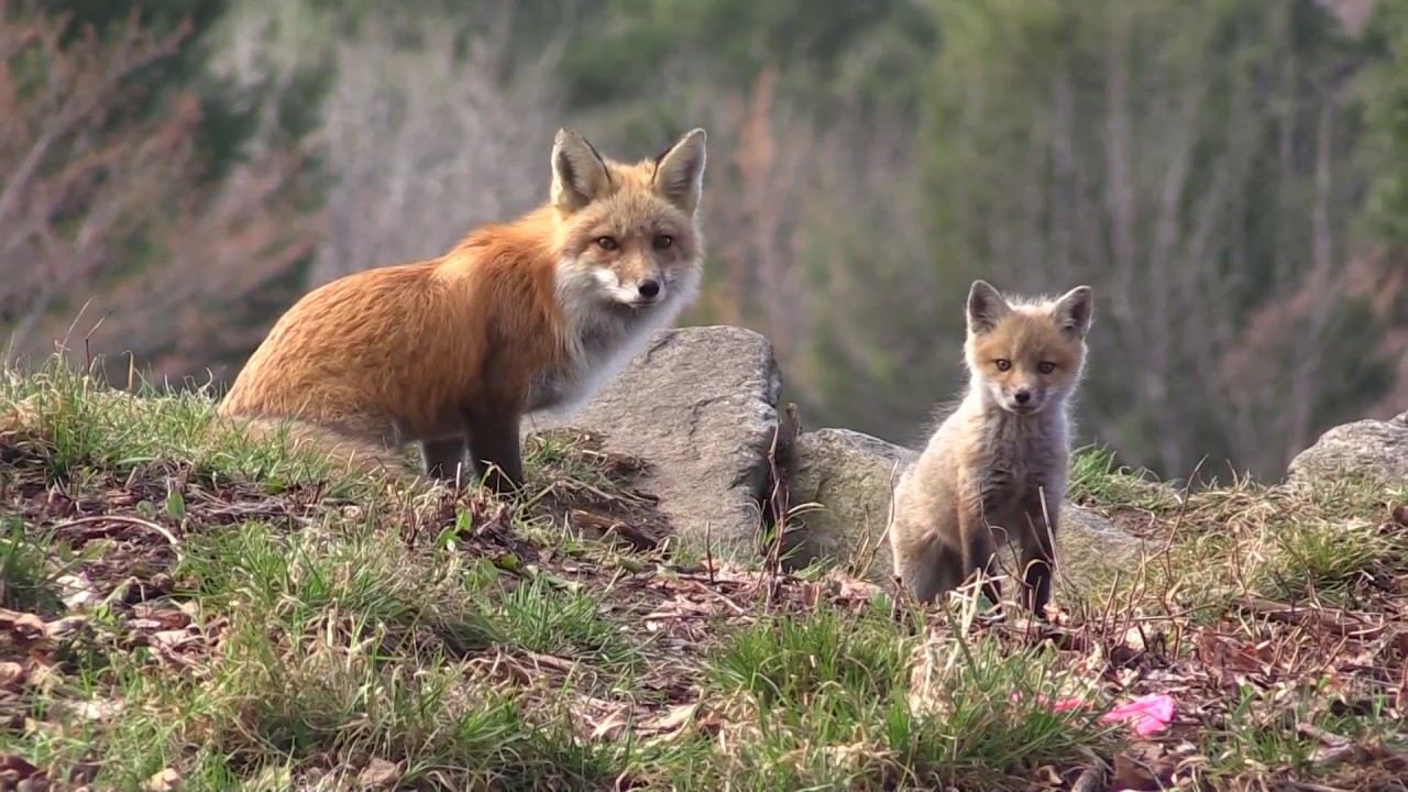 Red Fox Pups - YouTube