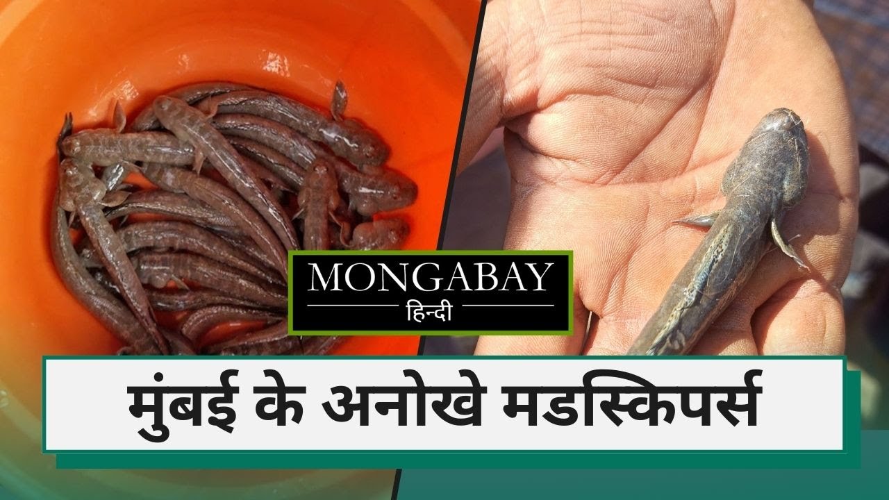 मुंबई के अनोखे मडस्किपर्स [Mumbai's mudskippers] - YouTube