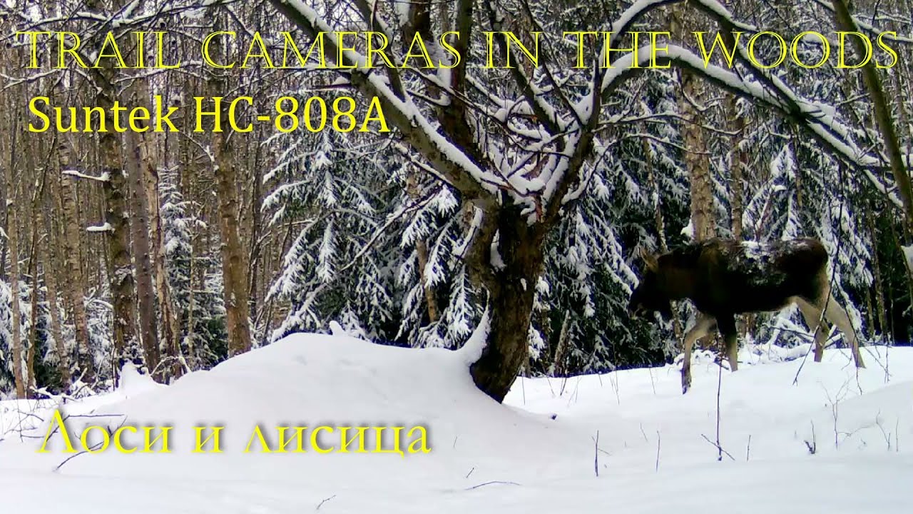 SUNTEK HC-808A Лоси и лисица - YouTube