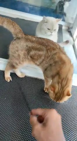 KUCING Lagi MALAS😎 - YouTube