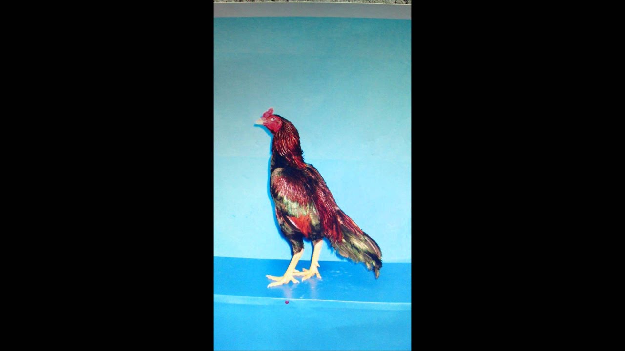 Beautiful Aseels from Pakistan - YouTube