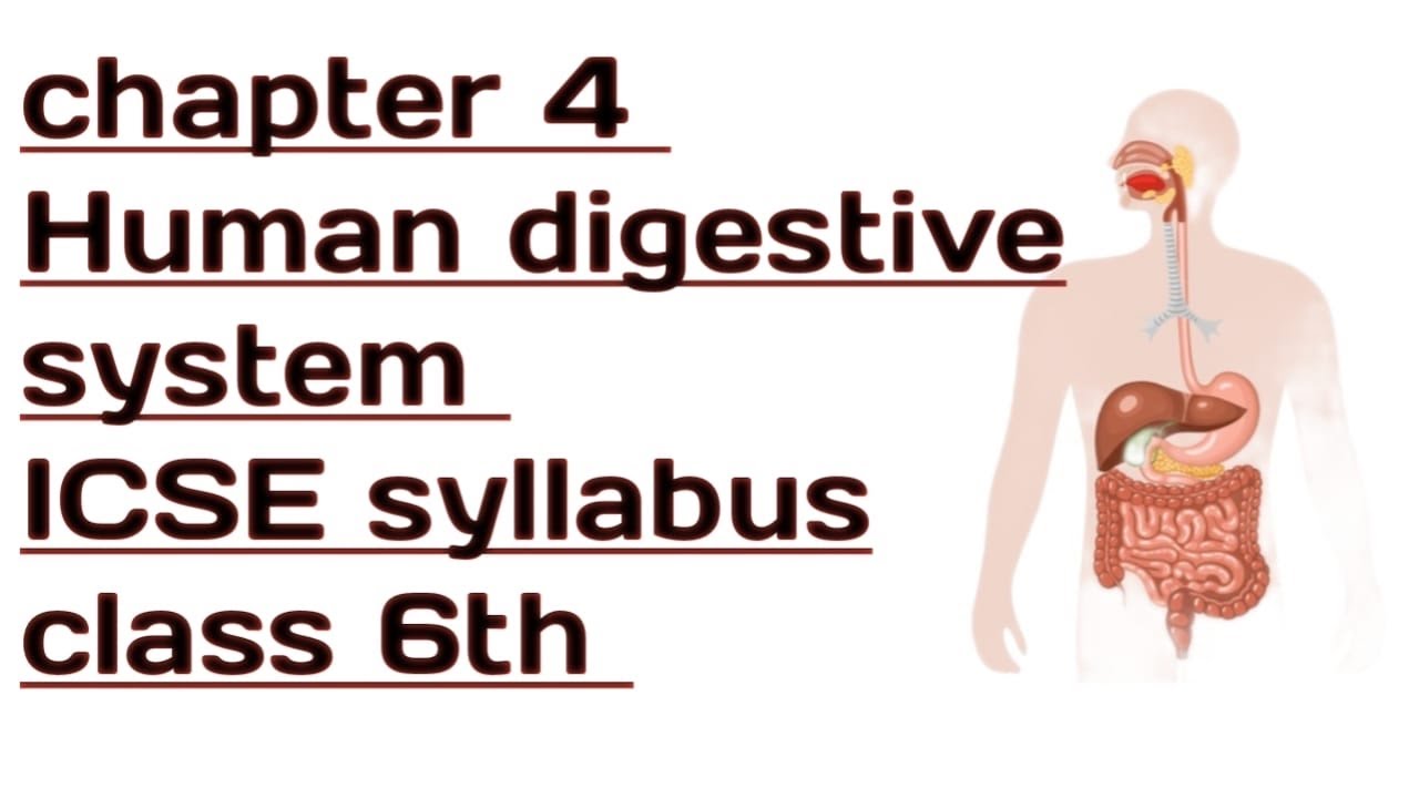 Human Body- Digestive System- Grade 6 - ICSE Syllabus by Vinutha Mam ...