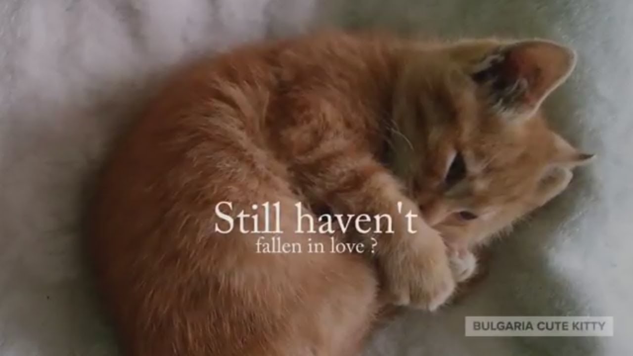 Bulgaria' Cute Kitty - Bulgarian' Cute Cat - Animal Shelter - Orphan ...