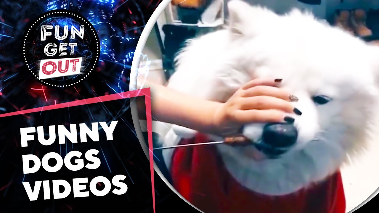 Ultimate Funny Dog's life 2021 🐶 It's time to LAUGH - #4 - YouTube