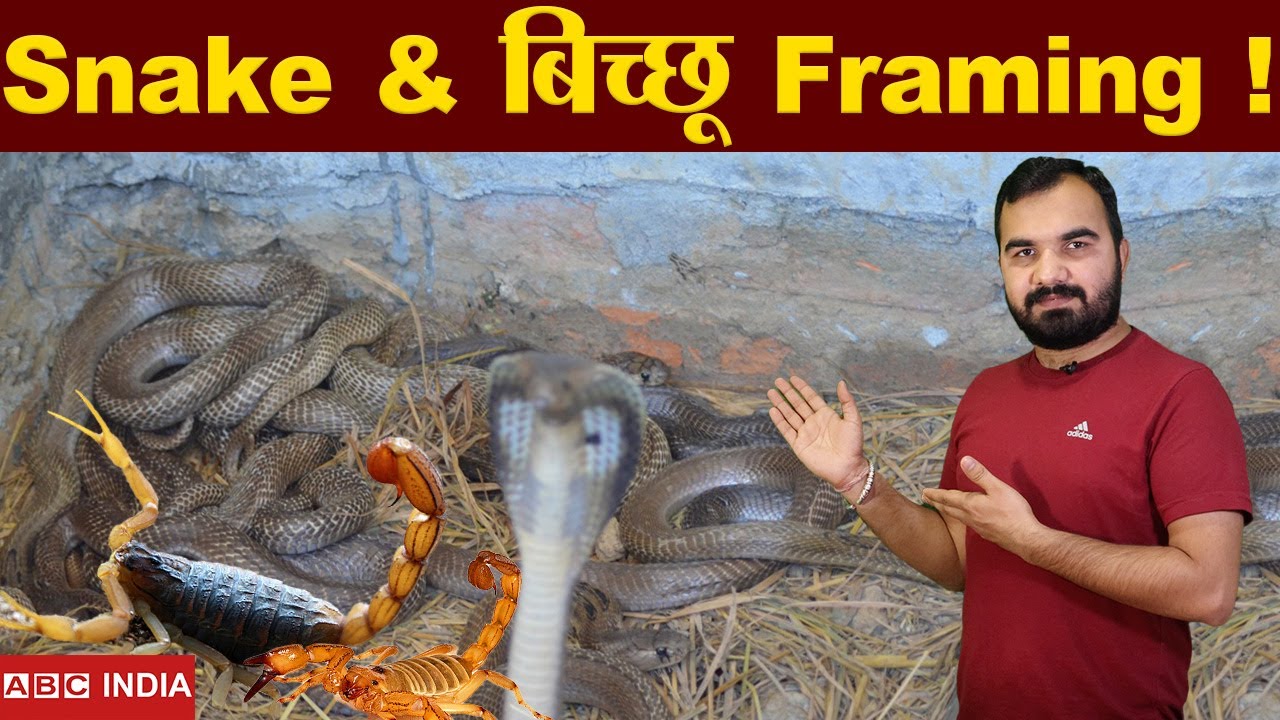 Snake Farming | bicchu farming | Is this legal In india ? | what is ...