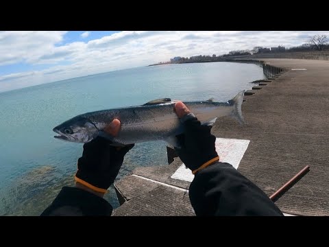 How To Catch Chicago Coho salmon Fishing Spring coho salmon - YouTube