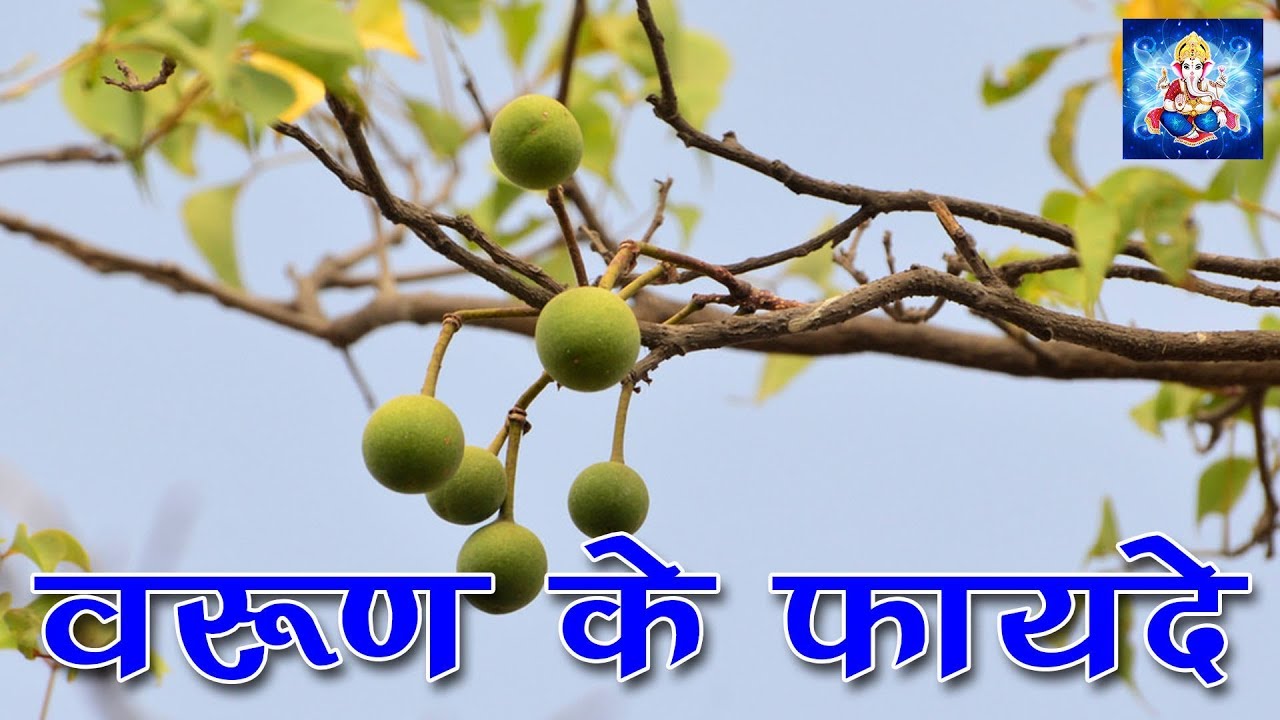 Health Benefits Of Varun Varun Ke health-benefits-of-varun-varun-ke