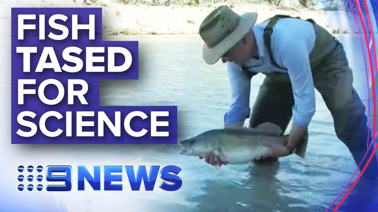 Thousands of native fish tasered in ambitious conservation move | Nine ...