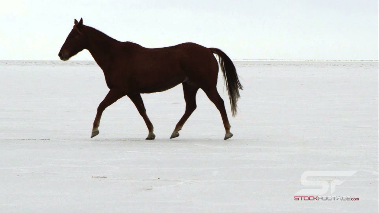 Slow motion of horses running. - YouTube