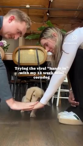 Different types of dog reactions to the viral hand-clasping challenge ...