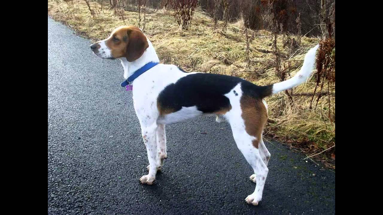 Imagini cu caini - www.pozecuanimale.com - YouTube