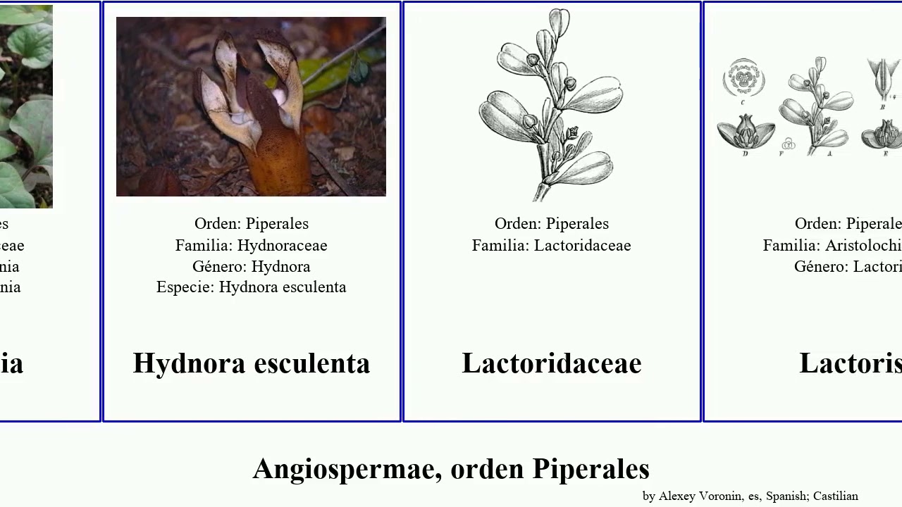 Angiospermae, orden Piperales peperomia santiago macho rotunda ...
