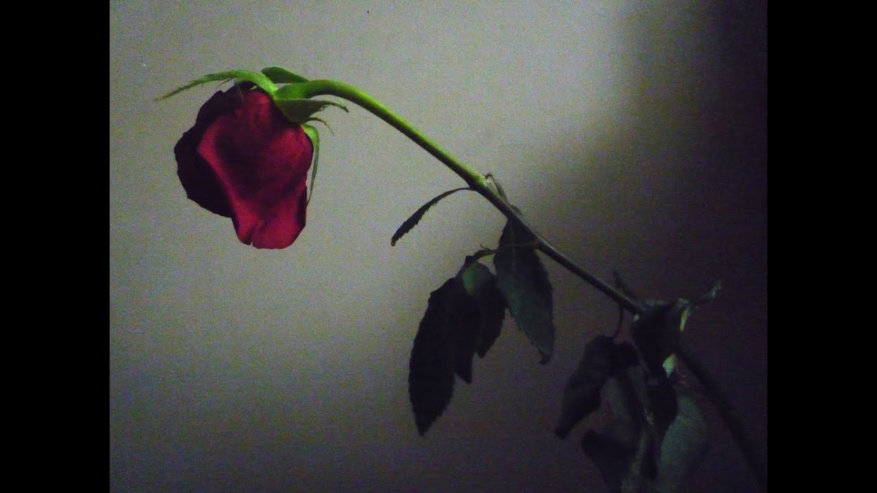Roses (lo-fi) - YouTube