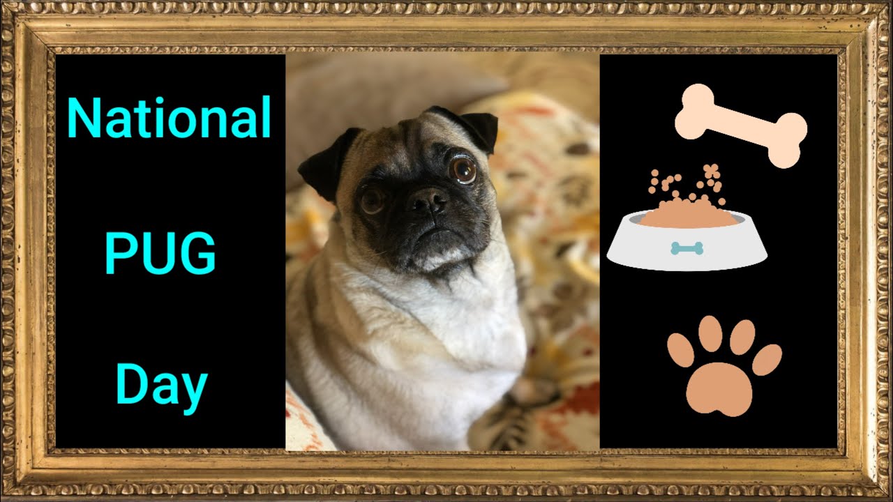 🐶It's Pugsley's World! | National Pug Day - YouTube