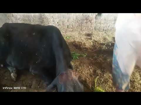Chronic Theileriosis in cow diagnosis treatment downer constrom anemia ...