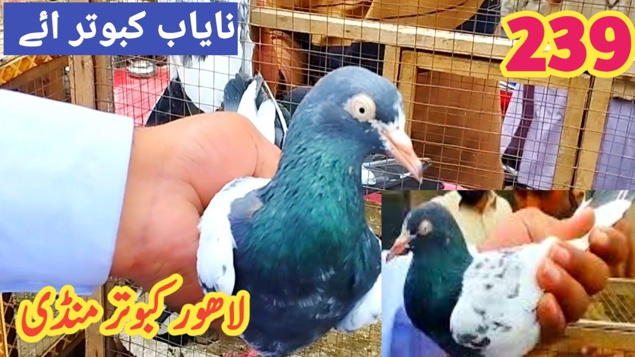 239) lari adda kabootar mandi 2024 || lahore sunday birds market price ?? || کبوتر منڈی - YouTube