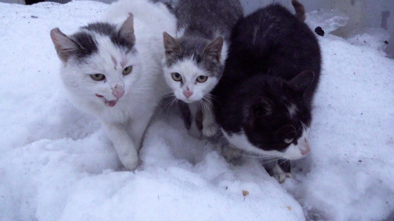 Cats lives in the snow with puppies - YouTube