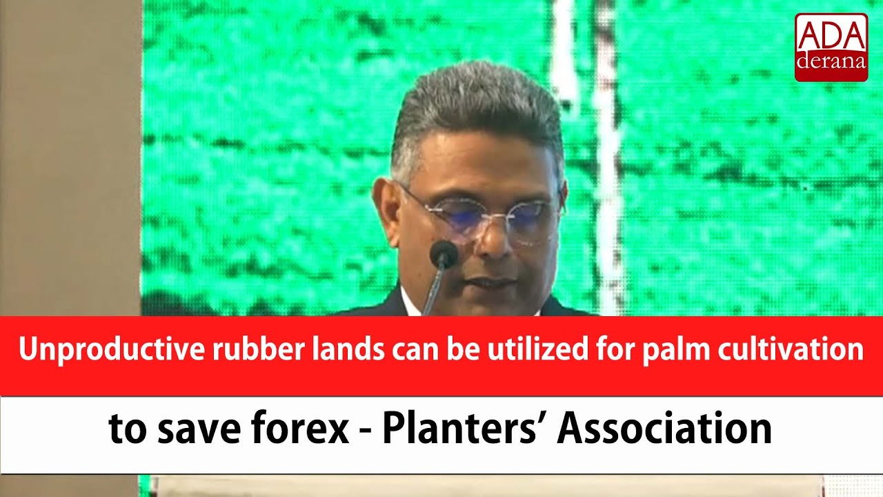 Unproductive rubber lands can be utilized for palm cultivation to save ...
