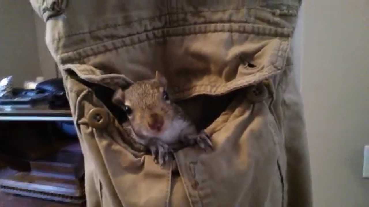 Is that a squirrel in your pocket or are you just happy to see me ...