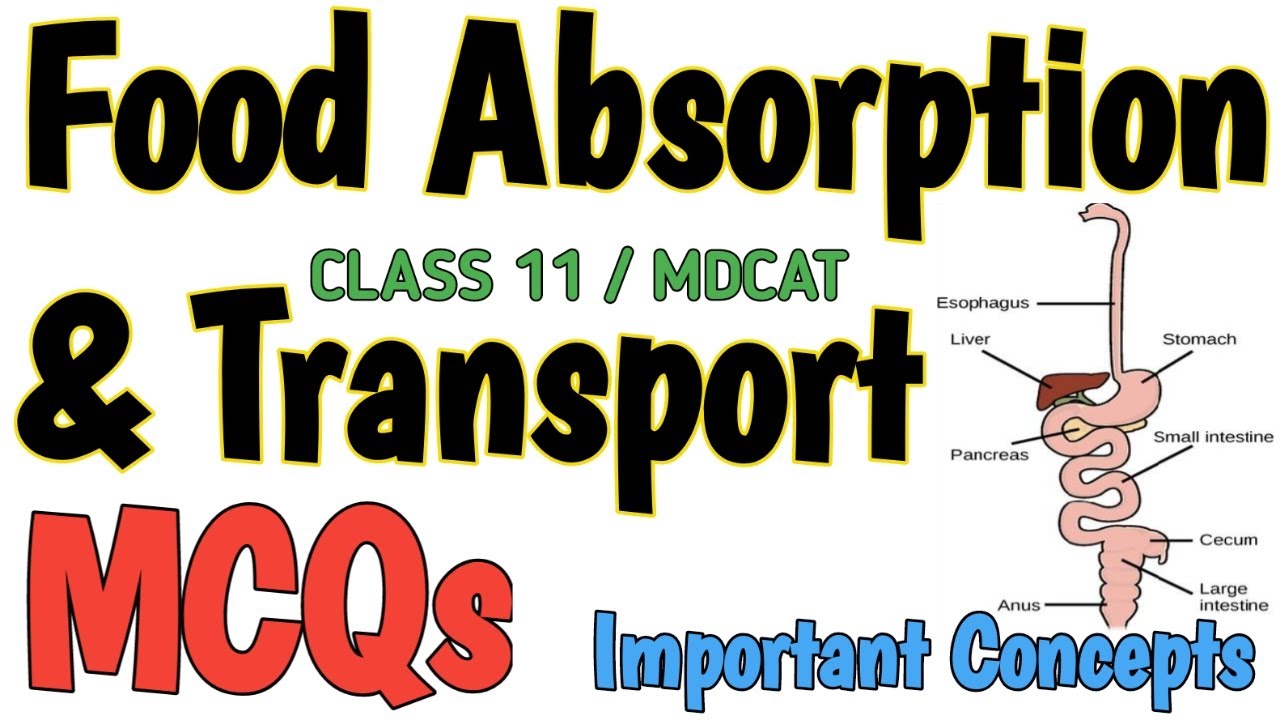 ABSORPTION AND TRANSPORT OF FOOD | MCQS | DIGESTION | BIOLOGY 11 and ...
