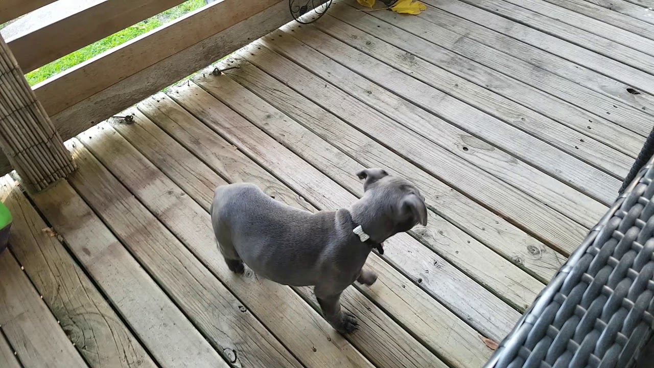 Bonnie blue staffy puppy Scary bubbles - YouTube