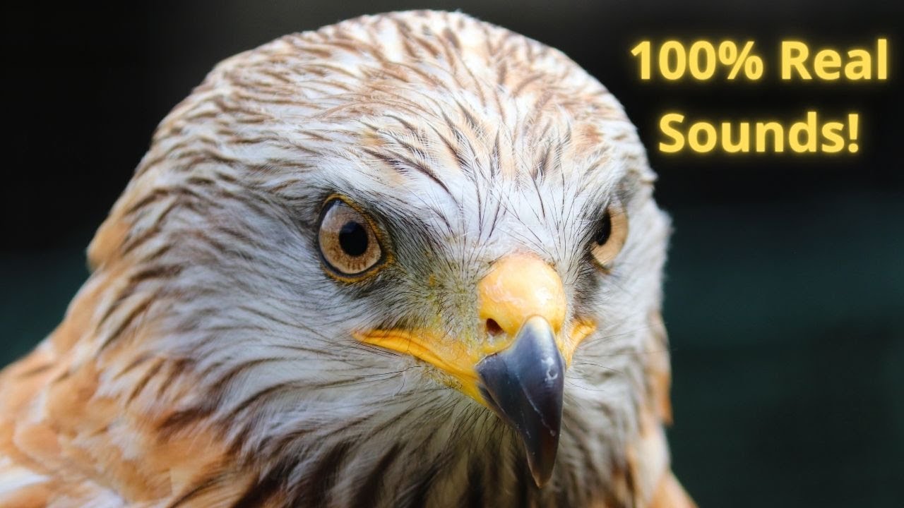 Buzzard Call [1HR] on the Frisian Island of Schiermonnikoog [100% real ...