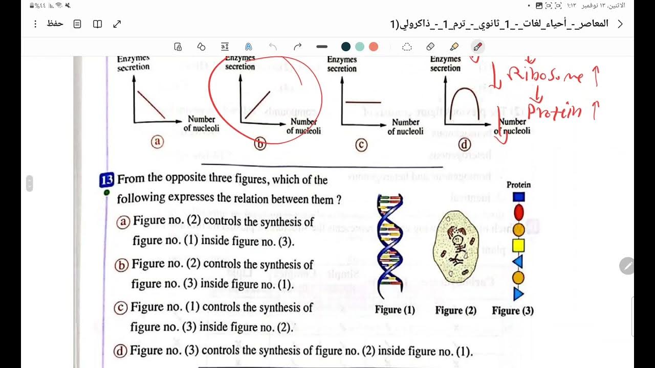 حل كل اسئلة كتاب المعاصر بيولوجى 2024 أولى ثانوى درس ال Cell Structure