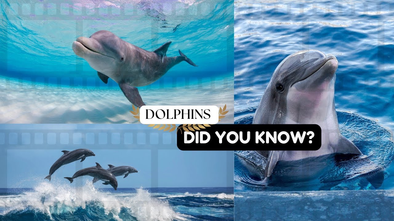 5 Fun Facts About Dolphins You Didn't Know 2024 - YouTube