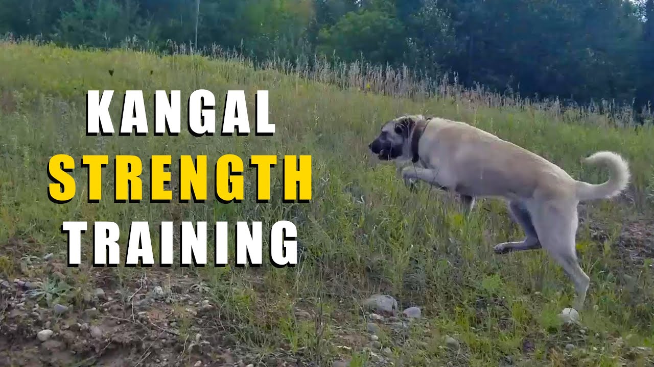 KANGAL STRENGTH TRAINING | TURKISH KANGAL DOG | 10 MONTH OLD KANGAL ...