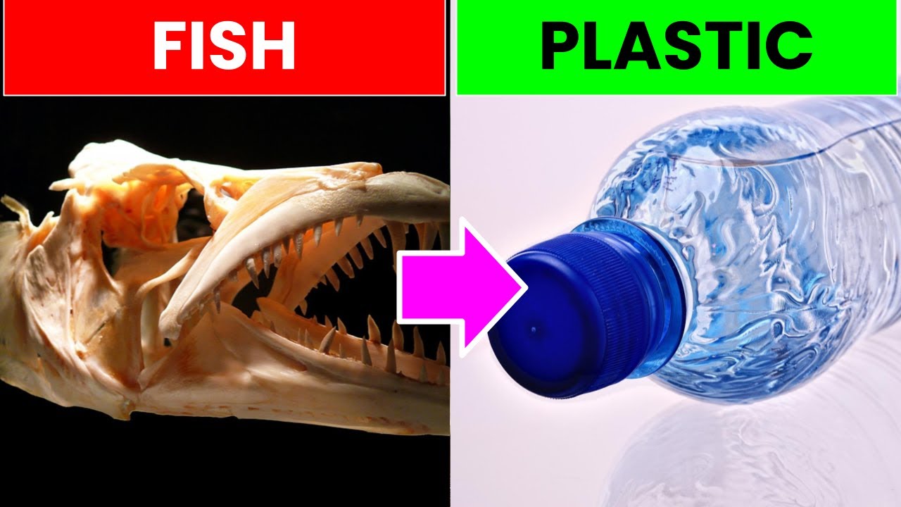 Revolutionary Biodegradable Plastics from Fish Waste | Future ...