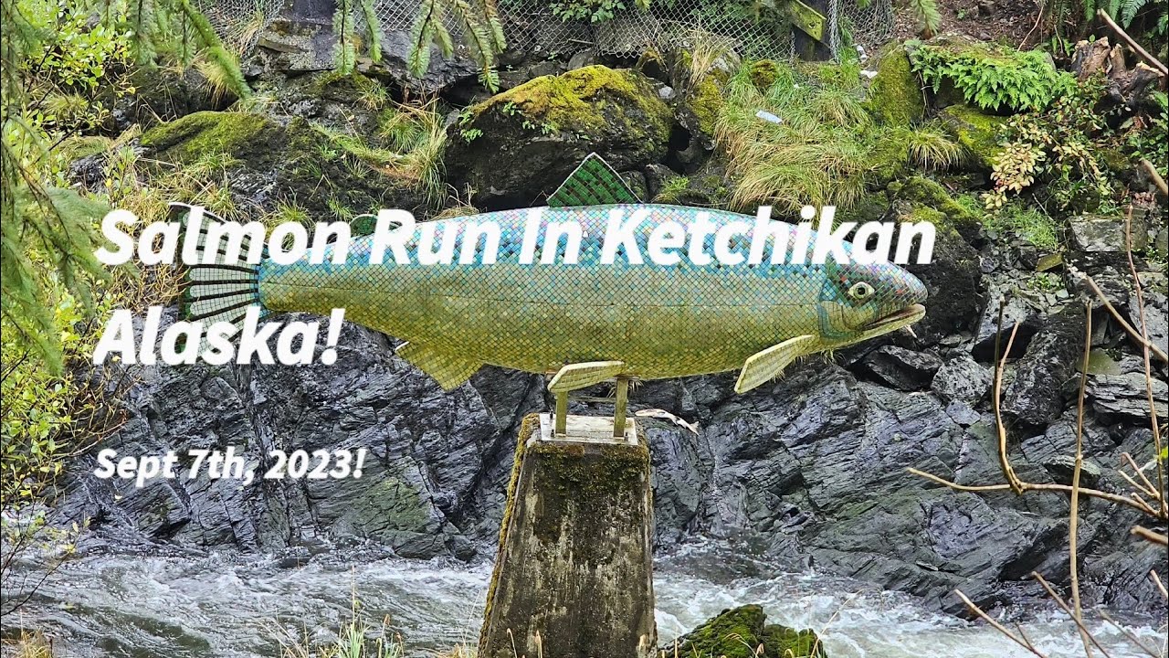 Salmon Walk during the Salmon Run in Ketchikan Alaska! - YouTube