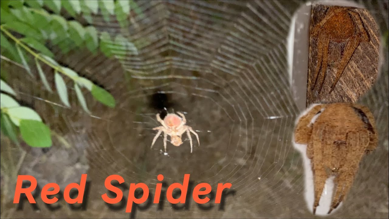 Gagambang Pulahan | spider Hunt - YouTube