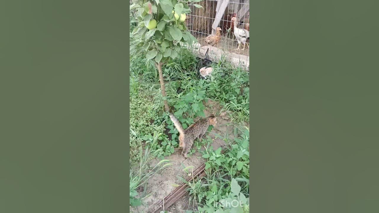 My Cats Youtube