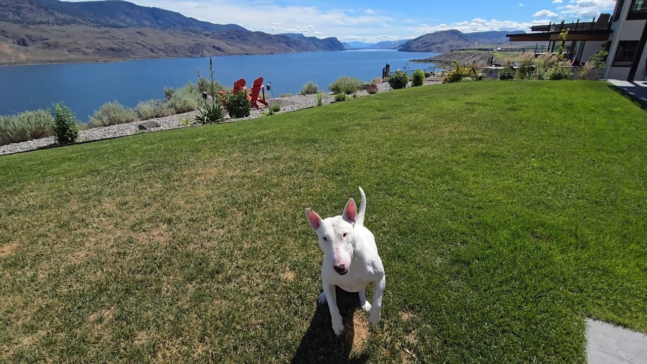 Chico the Bull Terrier Strikes Again | Fetch Grandmaster - YouTube