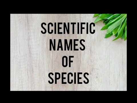 Biology | Scientific Names of species - YouTube
