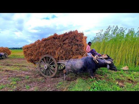 Big Over Loded Paddy cary buffalo cart ll Traditional Buffalo Cart Ride ...