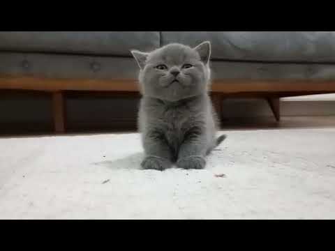 Yavru Kedi Videoları/Oyun Oynayan Kediler/Komik Kediler/Konuşan Kediler/Kittens