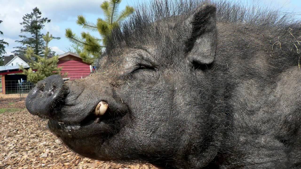 Meet Our Friends at Pigs Peace Sanctuary - YouTube