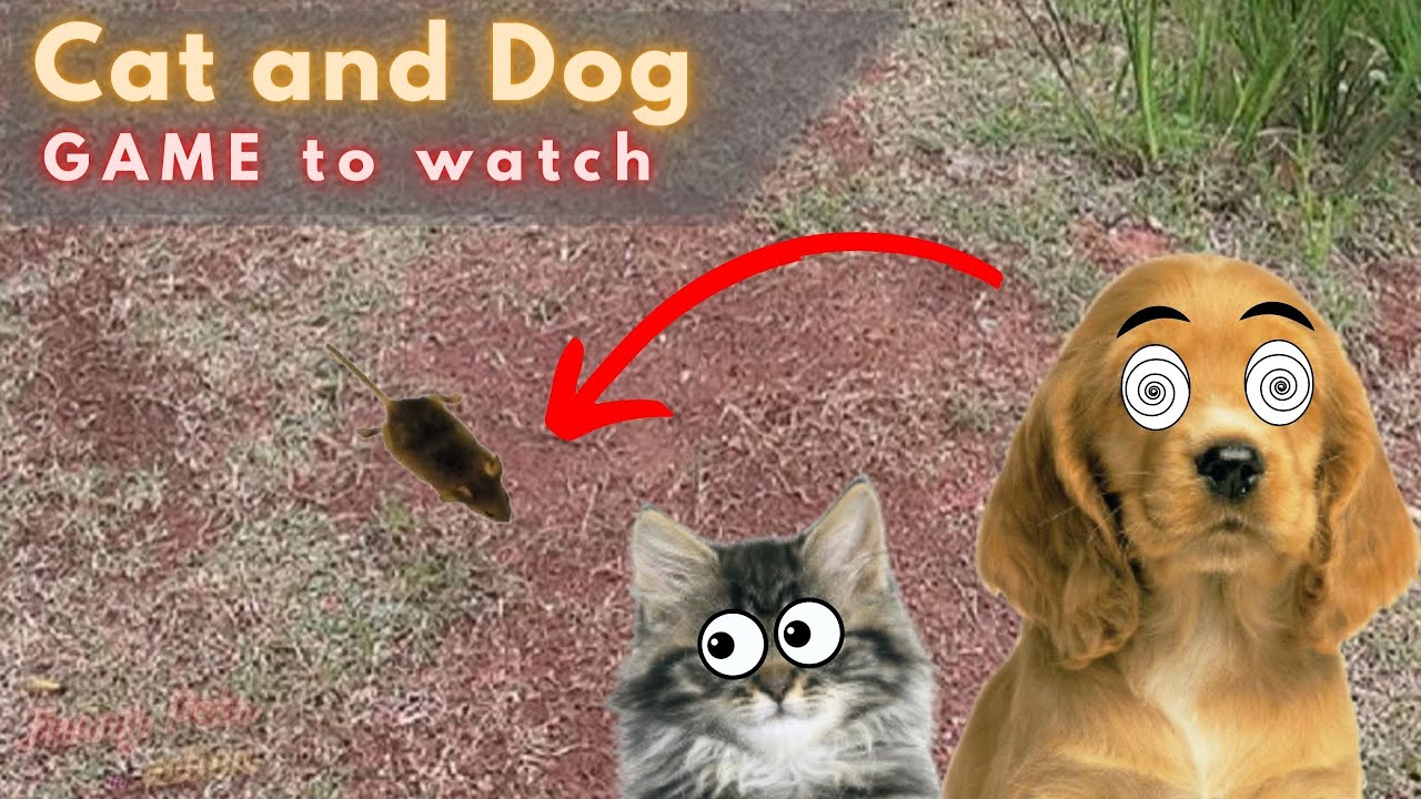 How to Catch a Mouse 🐭🖥 Game Video For Cat And Dog 92G - YouTube