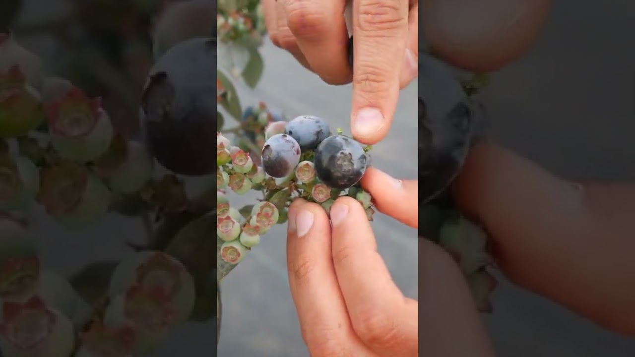 Estrategias para optimizar el bloom del arándano - YouTube