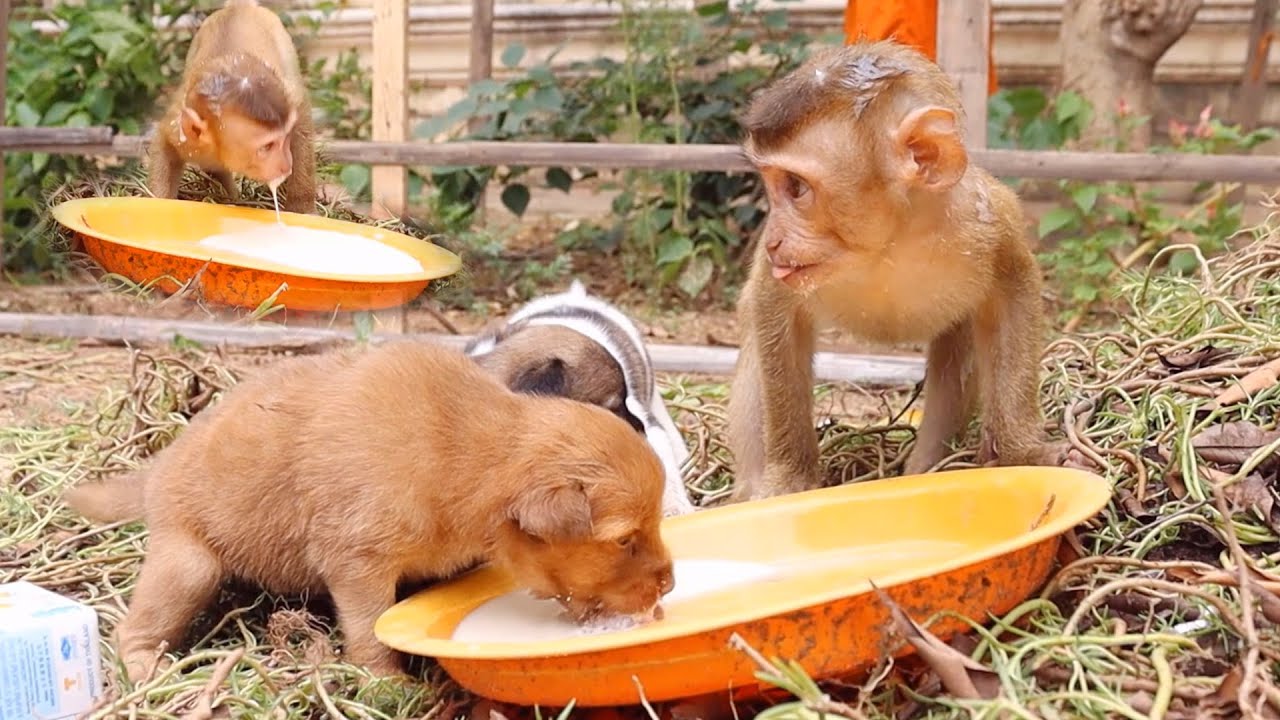 Wow! Monkey Abee competes with puppies to get the milk - YouTube