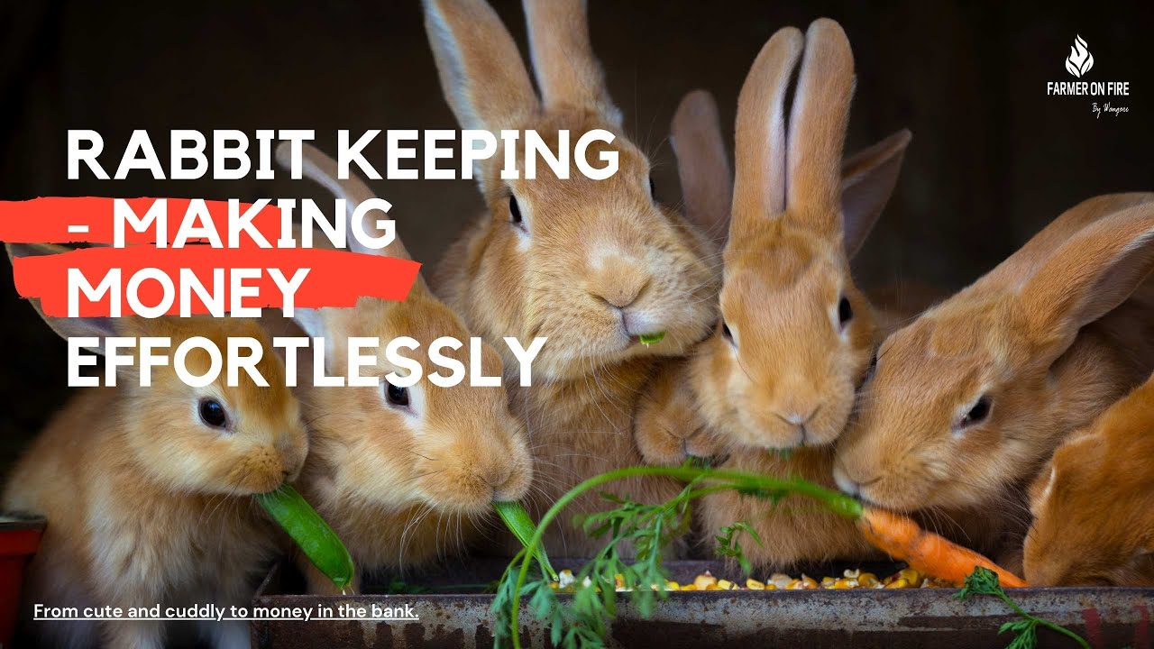 Rabbit Keeping- Effortless Money Making Venture - YouTube