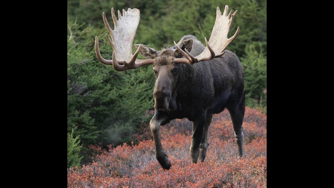 Coffee Can Bull Moose Call - YouTube