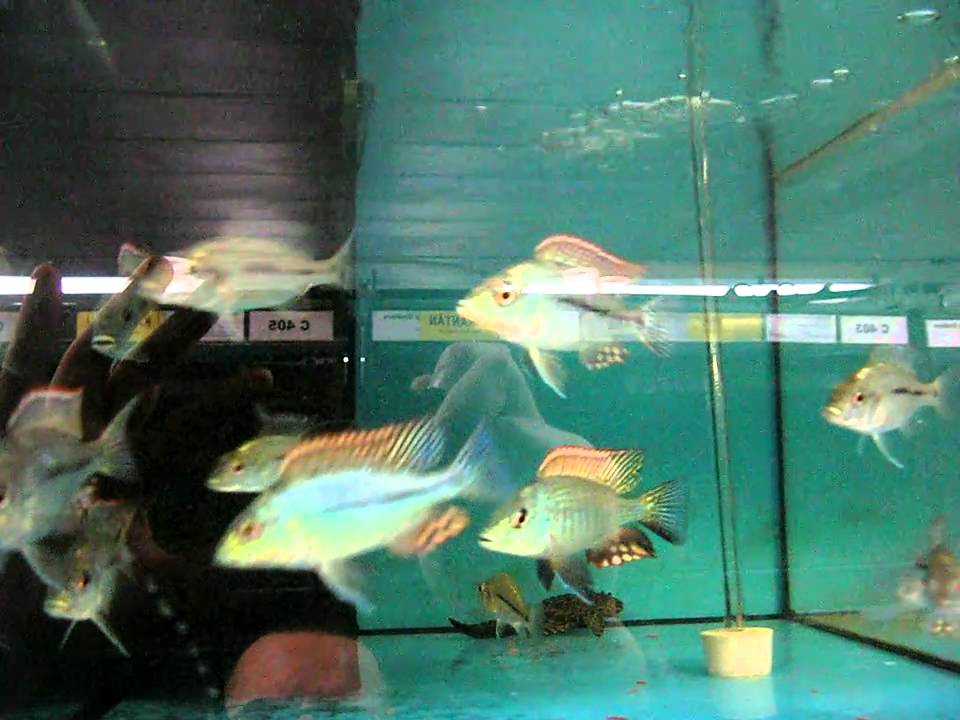 Lethrinops lethrinus wild caught - YouTube