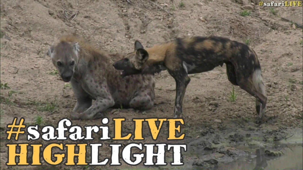 WARNING: Not for sensitive viewers. An injured wild dog manages to ...