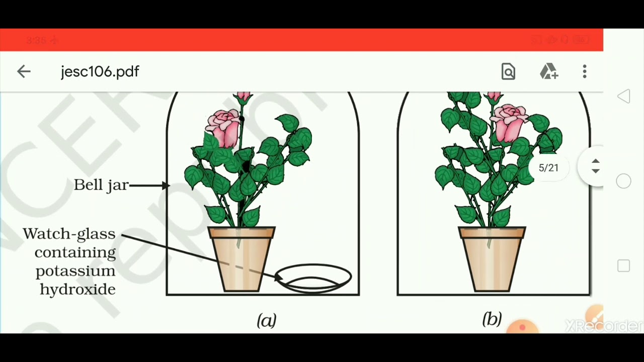 Class 10th Life Process Part2 YouTube class-10th-life-process-part2-youtube