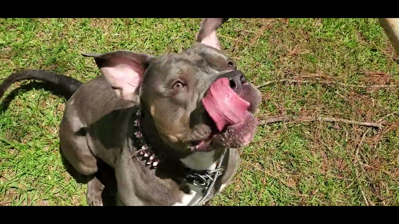 American Bully Puppy Parents of 12-weeks old UKC paperwork in hand ...